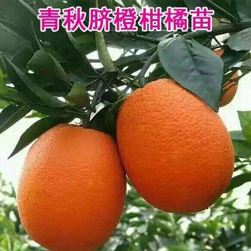 青秋脐橙图标