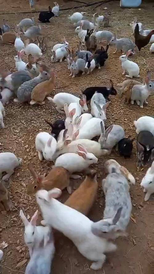 饲养兔子图标