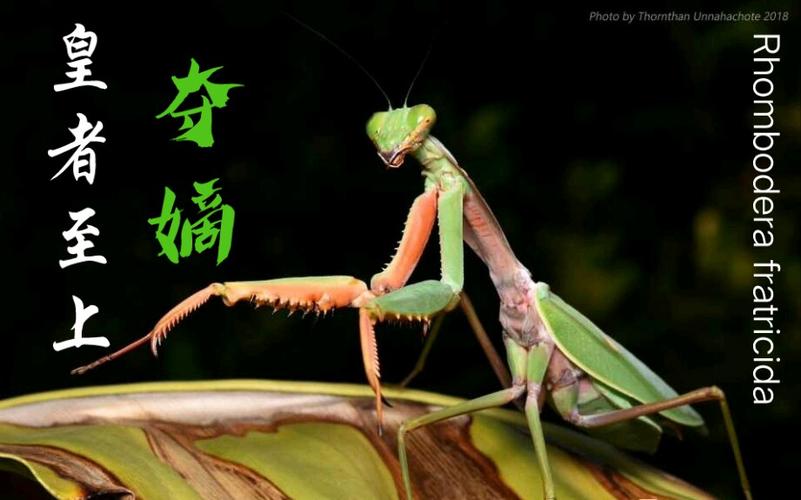 避日蛛vs夺嫡菱背螳图标