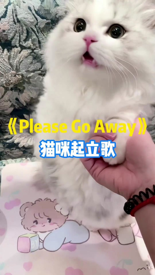 网上给猫咪视频配的可爱音乐