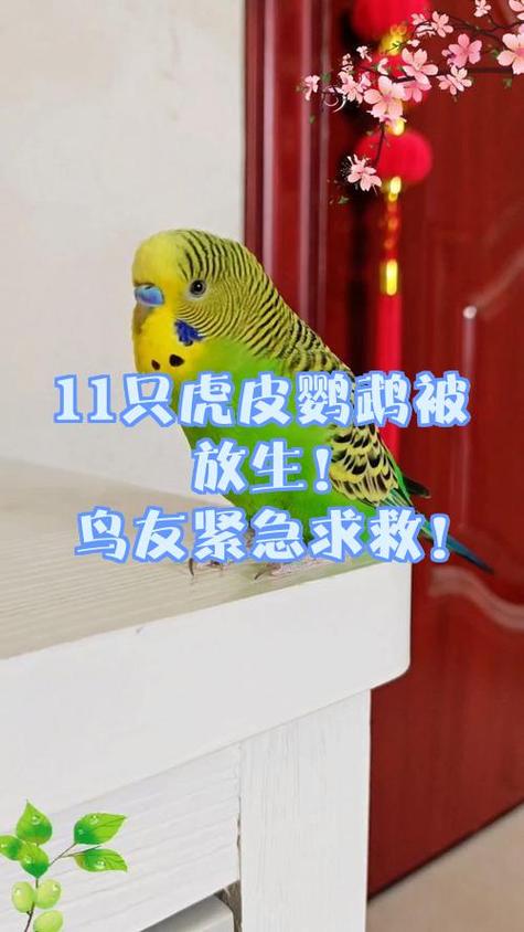 虎皮鹦鹉放生了有活着的吗图标