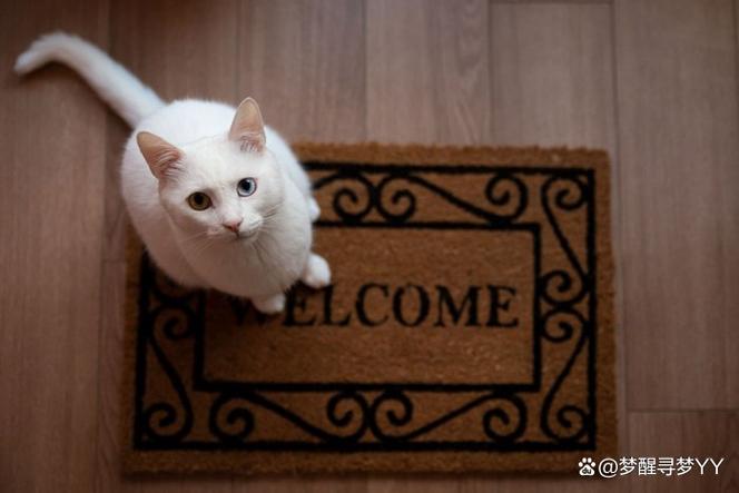 母猫出走一般几天回来图标