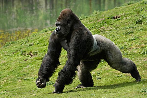 大猩猩gorilla图标