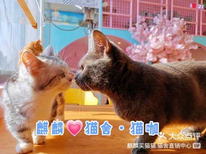 相亲可以去猫咖吗