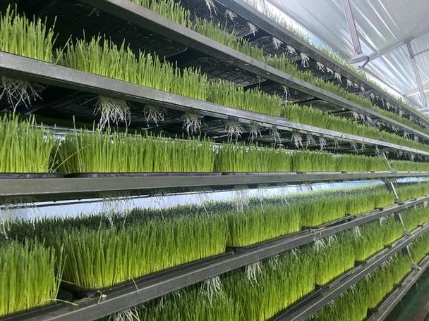 大麦种植时间和方法图标