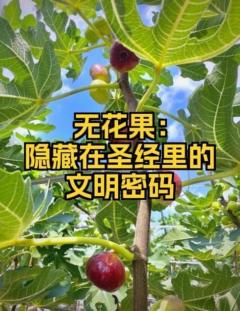 奇妙智慧书白嫖奇妙果图标