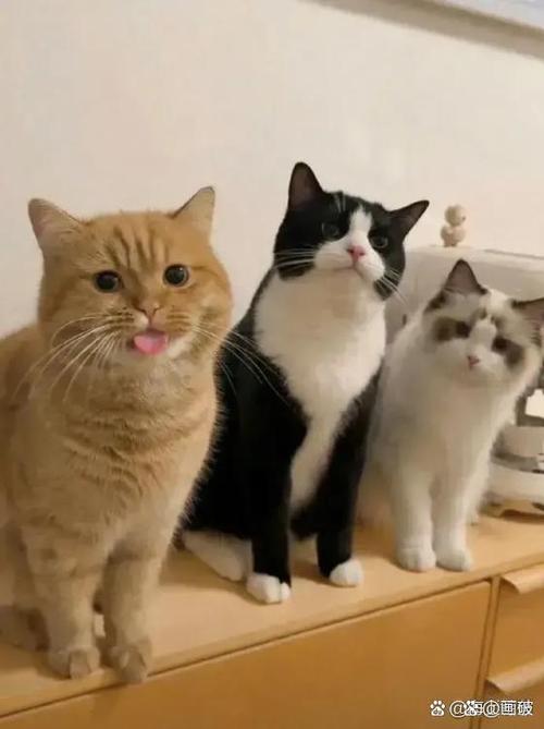 家里能养三只猫吗图标