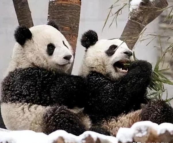 熊猫团团圆圆和圆仔图标