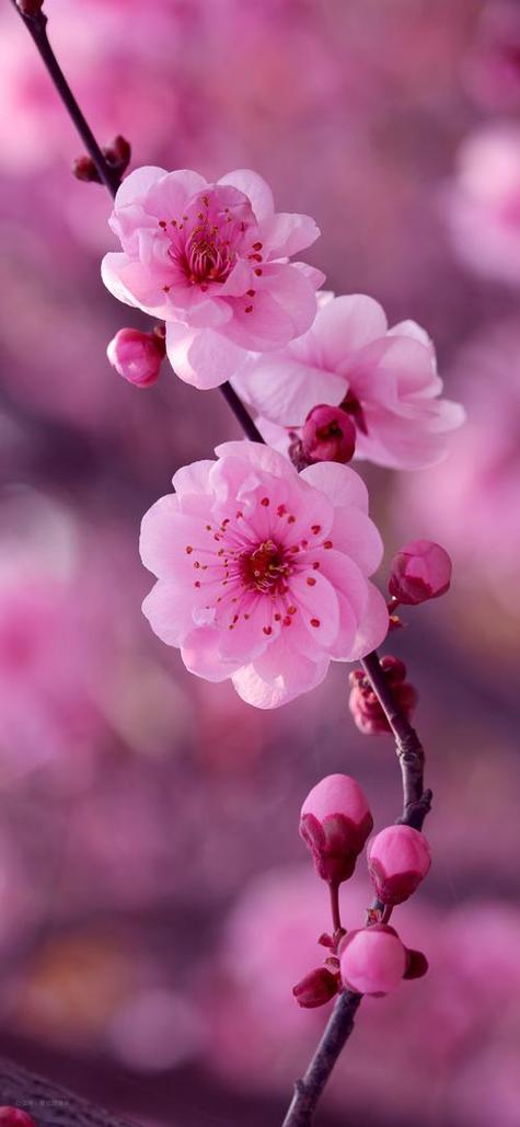 桃花运图标