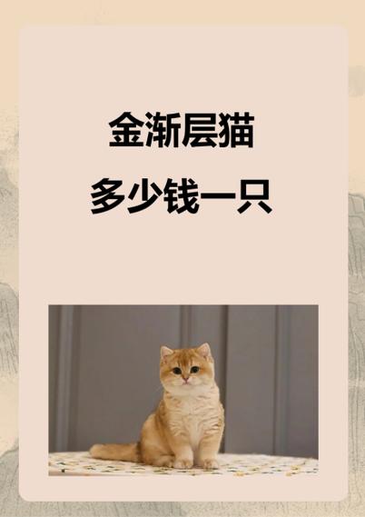 金渐层1000元能买到吗