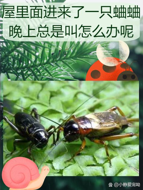 蛐蛐为何晚上叫图标