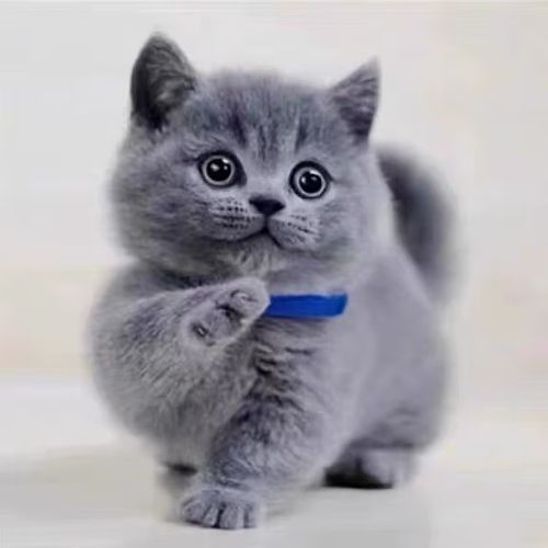 蓝短猫