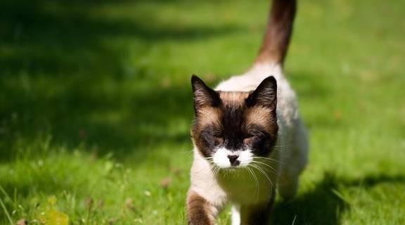 猫咪走路走不稳东摇西晃是怎么回事图标