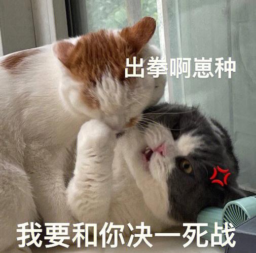 给你两拳崽种