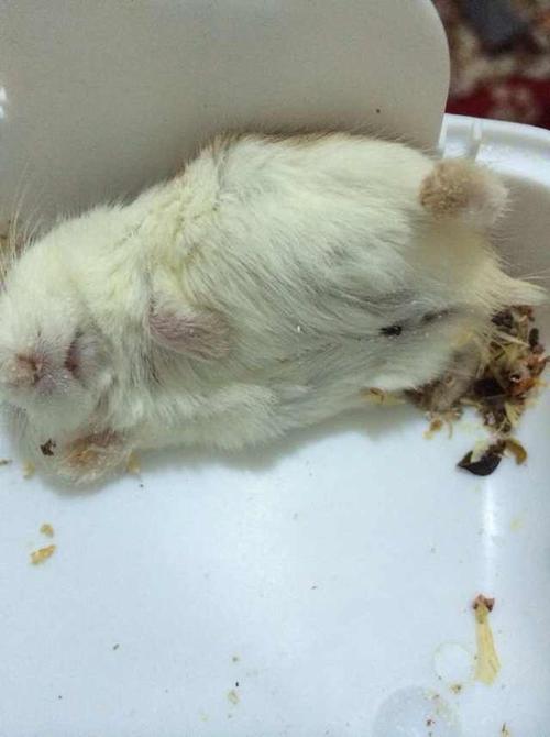 仓鼠突然不动了像死了图标