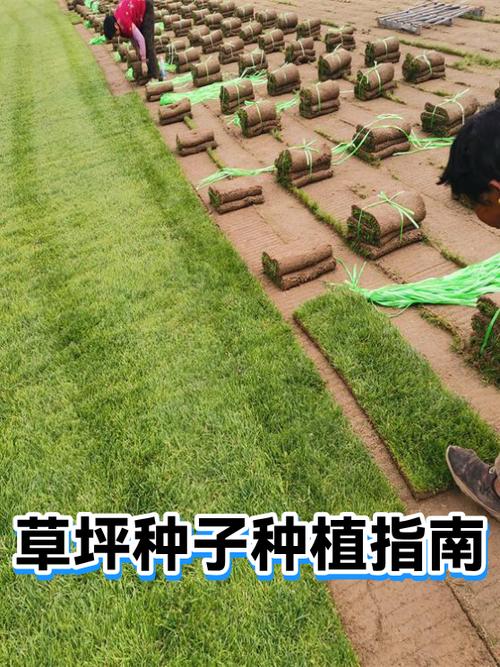 草坪草籽种子怎么种植图标