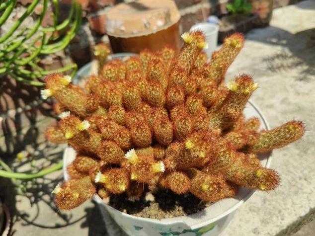 金手指绿植截图