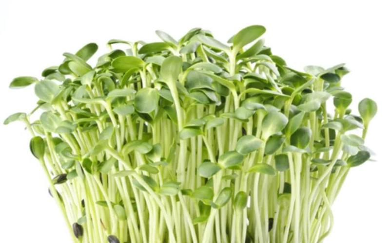 什么是微型蔬菜