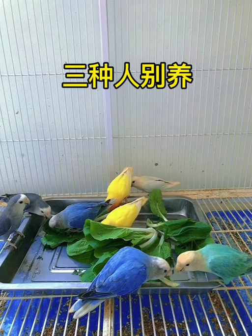 牡丹鹦鹉最旺三种人截图