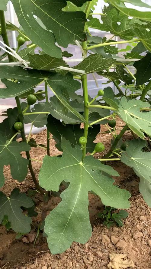 无花果的种植前景如何图标