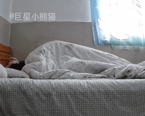 猫钻被窝预示着什么图标
