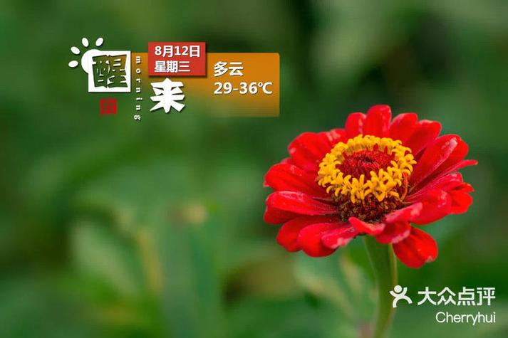 乐来花app官方下载图标