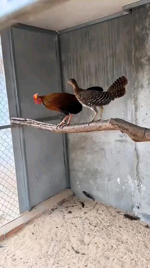 金鸡养殖犯法吗截图
