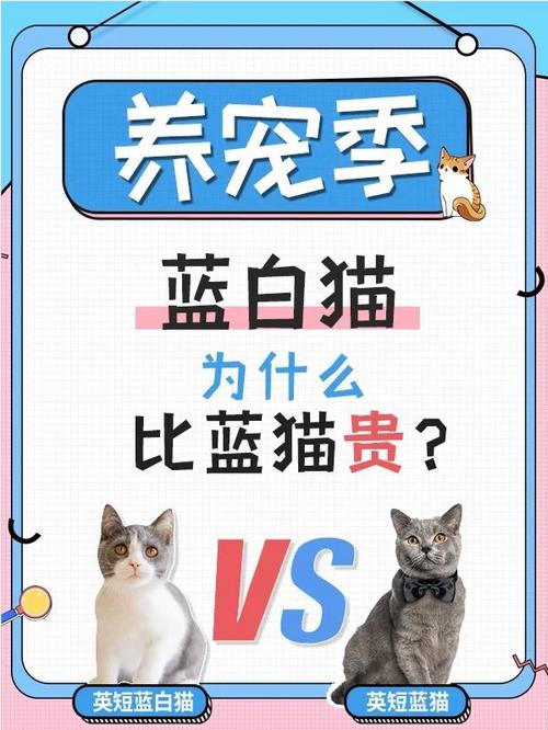 蓝白猫价位一般在多少截图