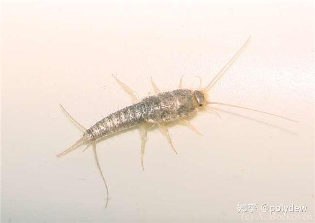 卧室有小白虫要警惕了图标
