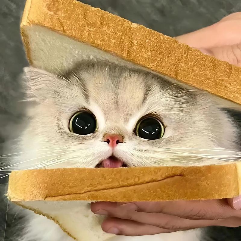 小猫头像可爱呆萌图标