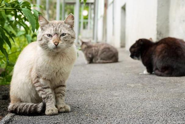 流浪猫传染病会传染人吗图标