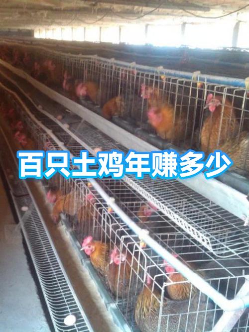 养500只土鸡一年收入截图