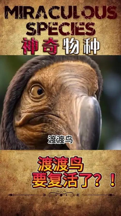 渡渡鸟复活视频图标