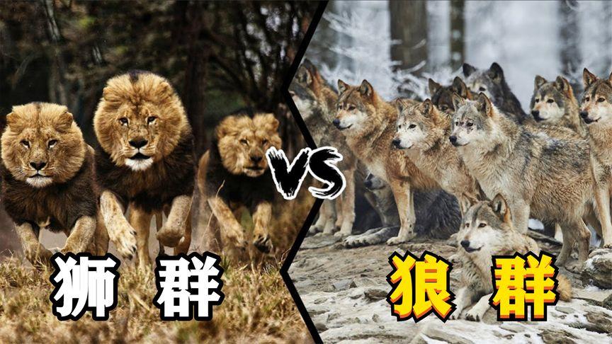 狼群大战狮子
