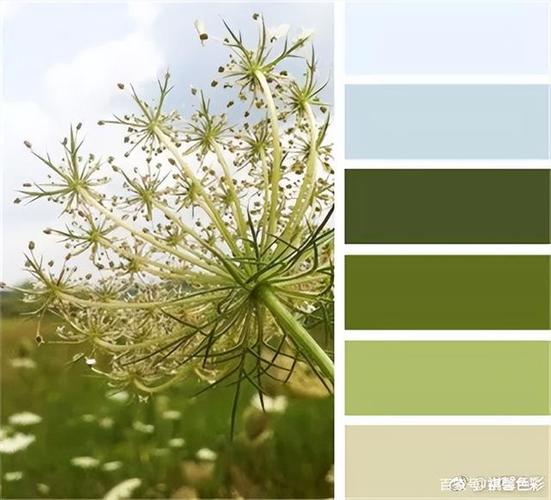 橄榄色皮肤图片图标