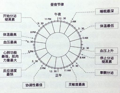 人体节律计算器图标