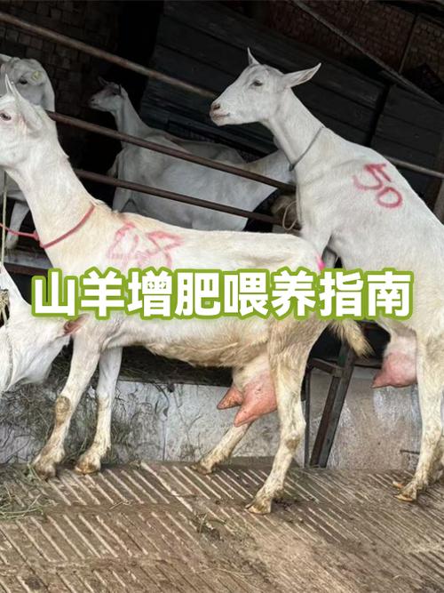 养羊群怎么加入截图