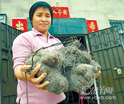 猪仔莳图片