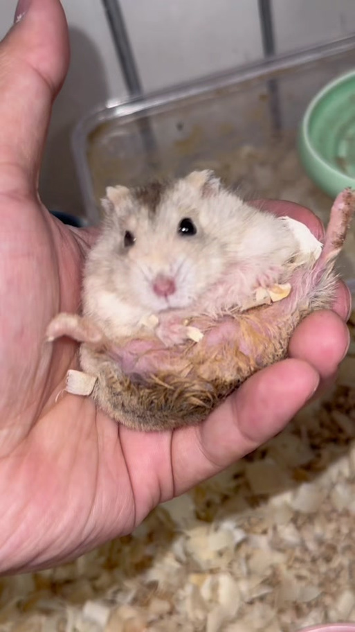 仓鼠突然抖得很厉害