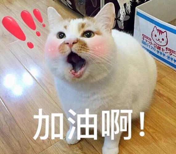 加油猫咪表情