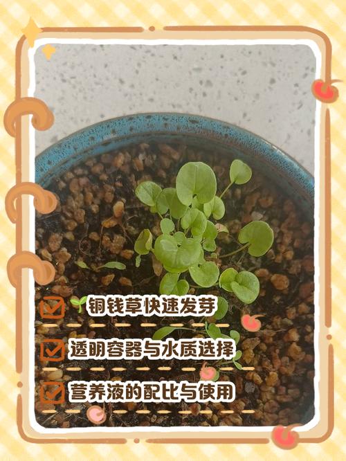 草种子空壳怎么激活方法介绍