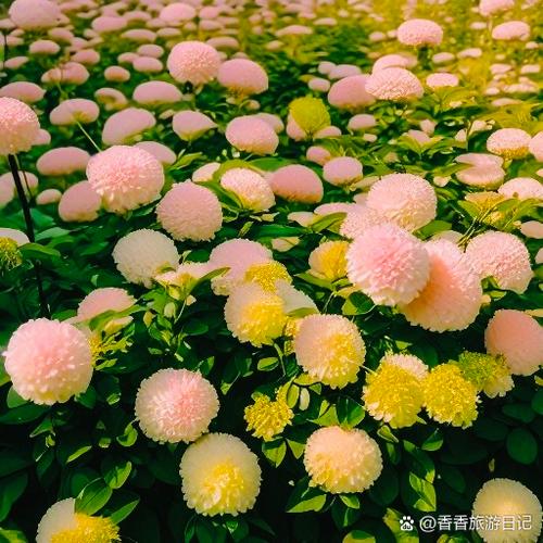 花海日记图标