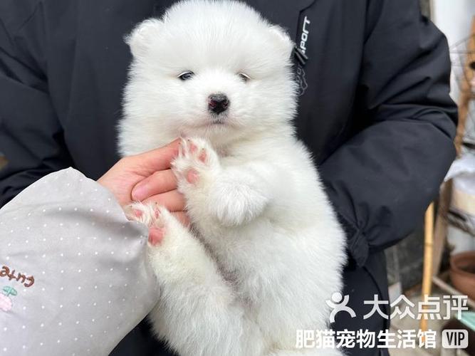 萨摩耶平台是哪个app图标