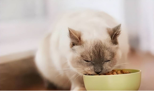 网络养猫图标