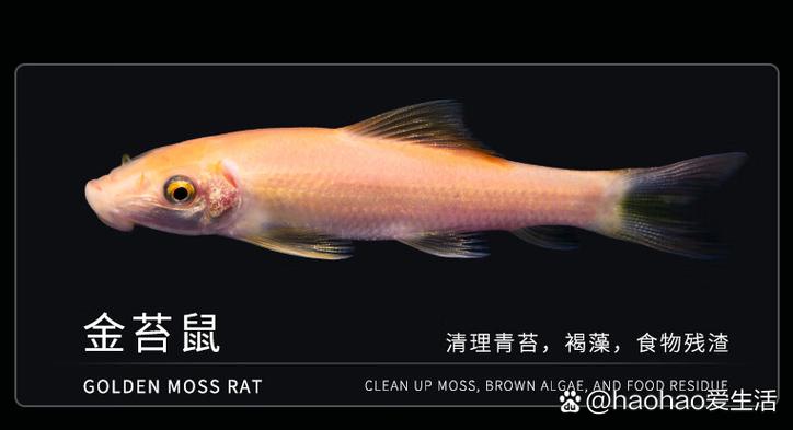 养鱼鱼屎怎么处理图标