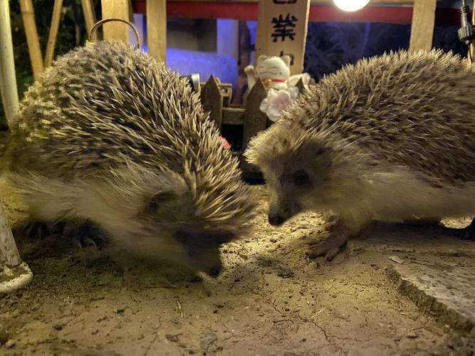 刺猬猫更新不涨收藏了图标