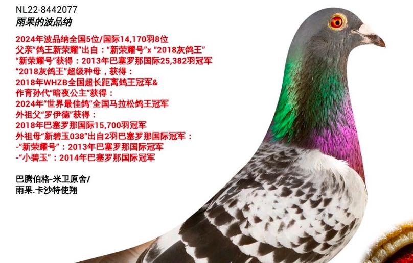 今日赛事赛鸽图标