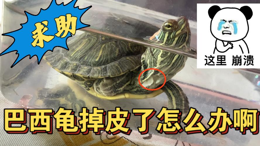 乌龟壳脱的皮有什么用图标