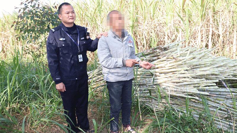 偷了6根甘蔗犯法吗图标