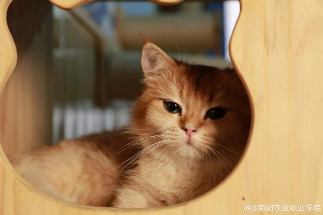 猫咪新版官网图标